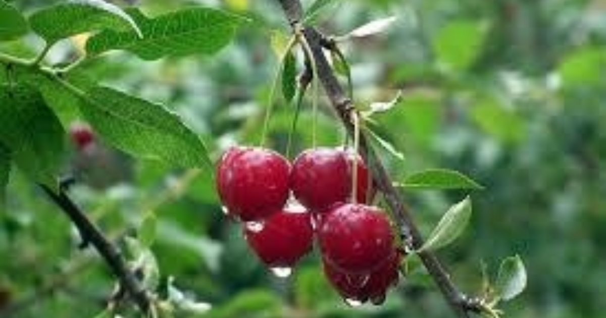 Cherry-Picking at Our Peril